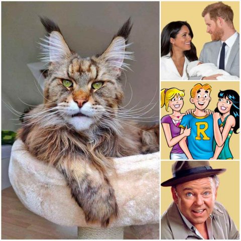 Top 29 Awesome Maine Coon Cat Names Ideas - Maine Coon Guide