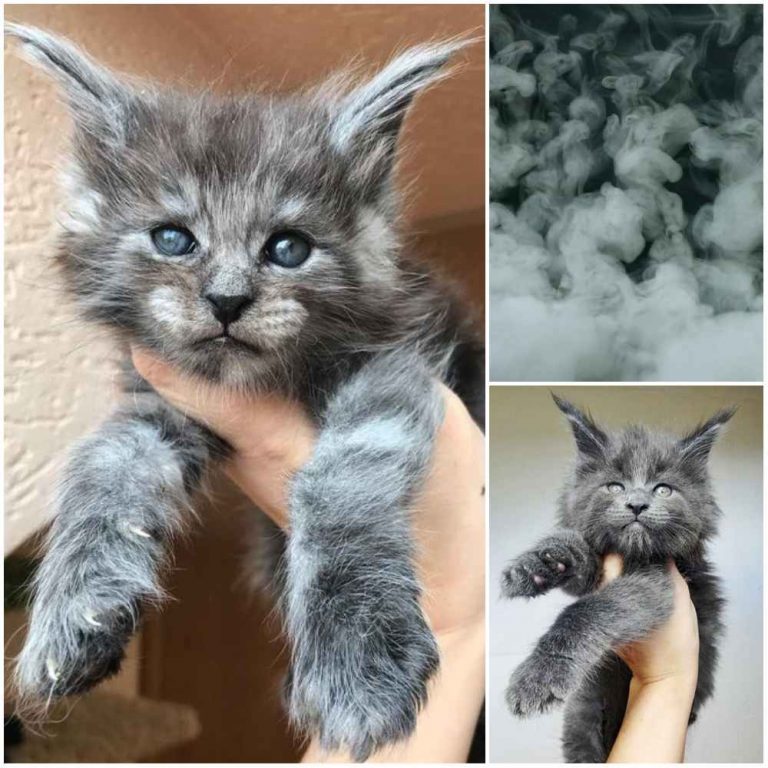 Top 29 Awesome Maine Coon Cat Names Ideas - Maine Coon Guide