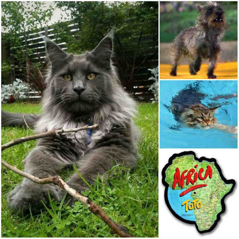 Top 29 Awesome Maine Coon Cat Names Ideas - Maine Coon Guide